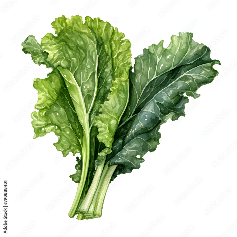 Kale, vegetable, watercolor illustration, single object, white ...
