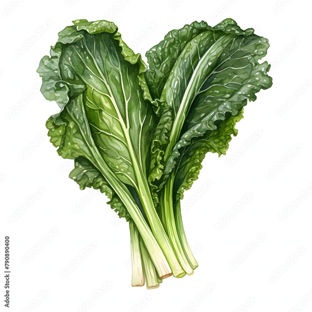 Kale, vegetable, watercolor illustration, single object, white ...
