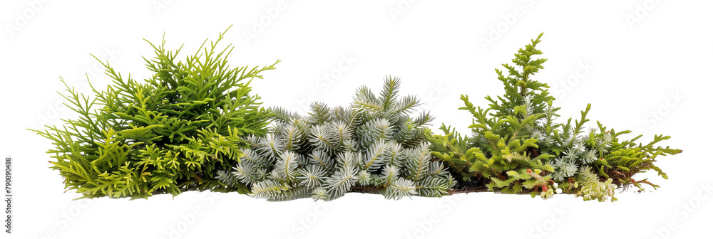 set of creeping juniper, low-growing and hardy, isolated on transparent ...