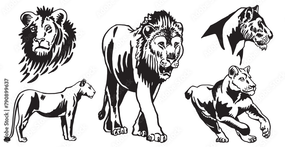 Graphical set of lions and lioness on white, vector illustration Stock ...
