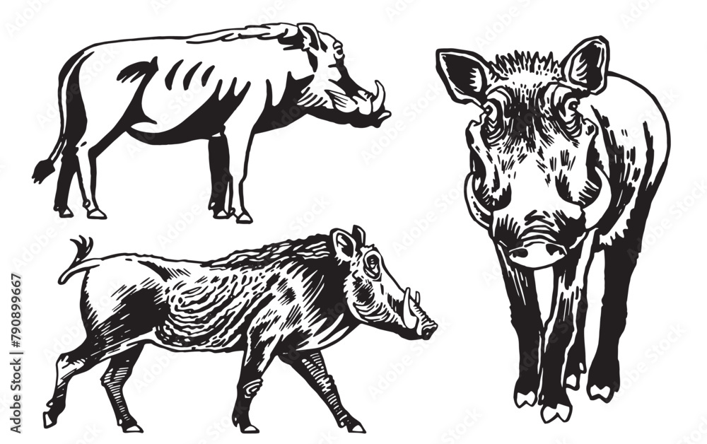 Graphical set of wild hogs isolated on white background, vector ink ...