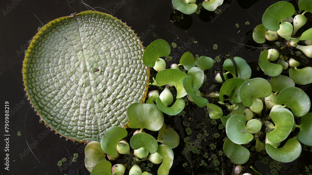 Aquatic plants. Top view of Victoria cruziana, also known as Irupe ...