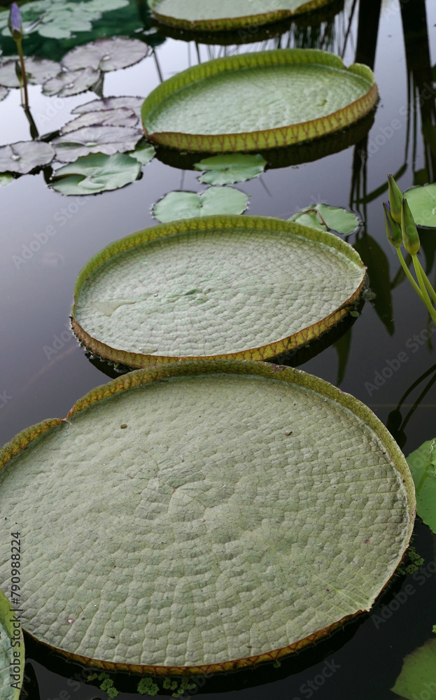 Aquatic plants. Closeup view of Victoria cruziana, also known as Irupe ...