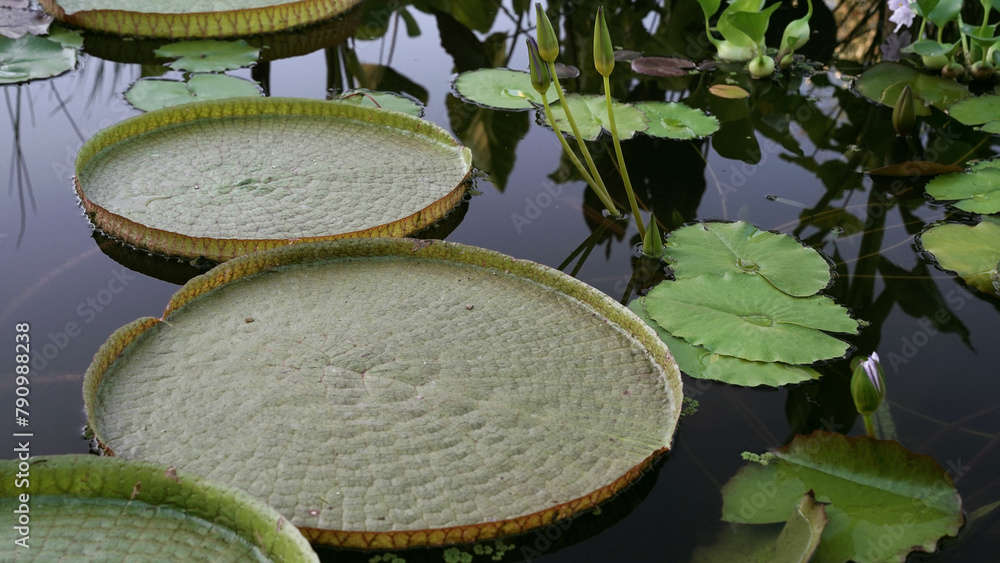 Aquatic plants. Closeup view of Victoria cruziana, also known as Irupe ...