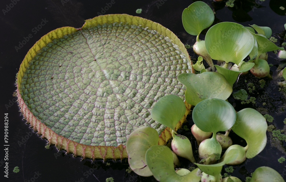 Aquatic plants. Top view of Victoria cruziana, also known as Irupe ...