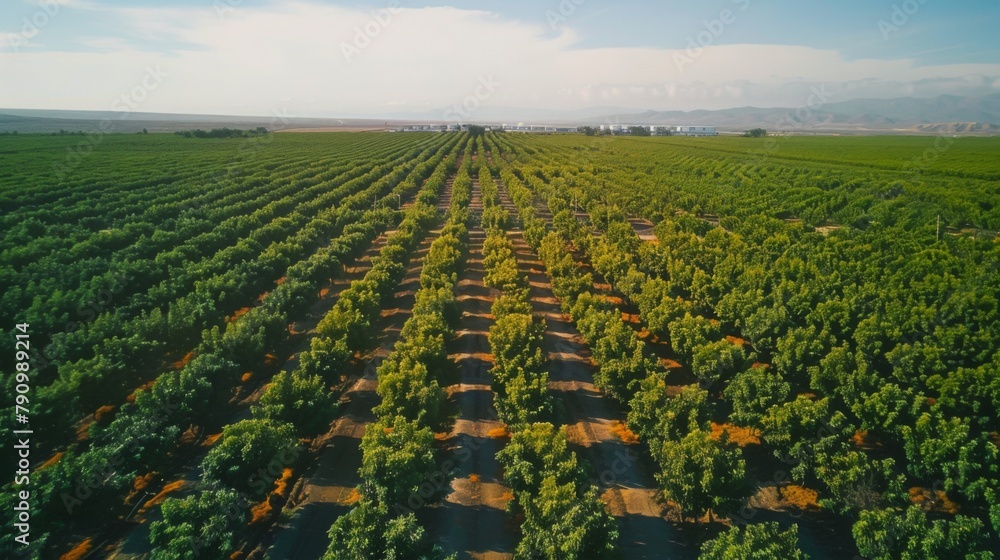 An aerial view of a vast citrus grove stretching into the horizon ...