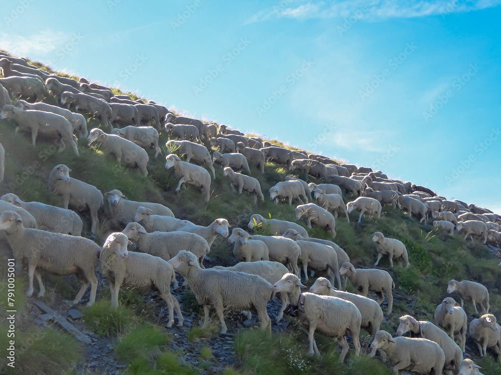 Herd of sheep walking along scenic mtb trail along ancient pathway from ...