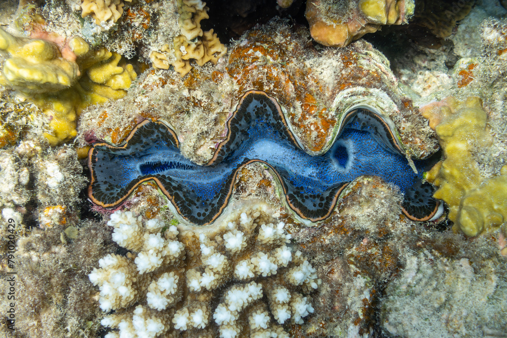 Detail of the mantle of a giant clam, Tridacna, growing on a coral reef ...