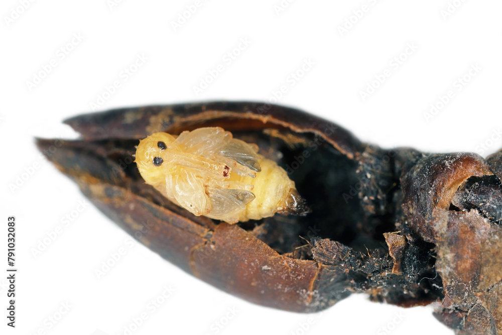 Pear weevil or pear blossom weevil (Anthonomus piri). A pest of pear ...