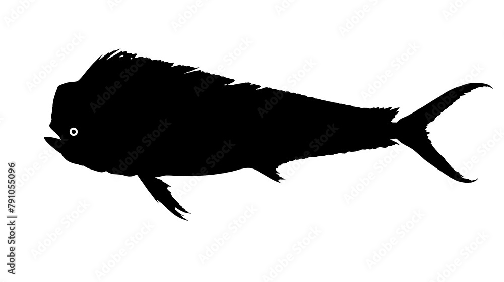 Mahi mahi Old or dolphin fish isolated on white. Realistic illustration ...