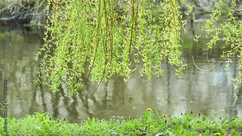 Vídeo do Stock: Salix babylonica (Babylon or weeping willow) is willow ...