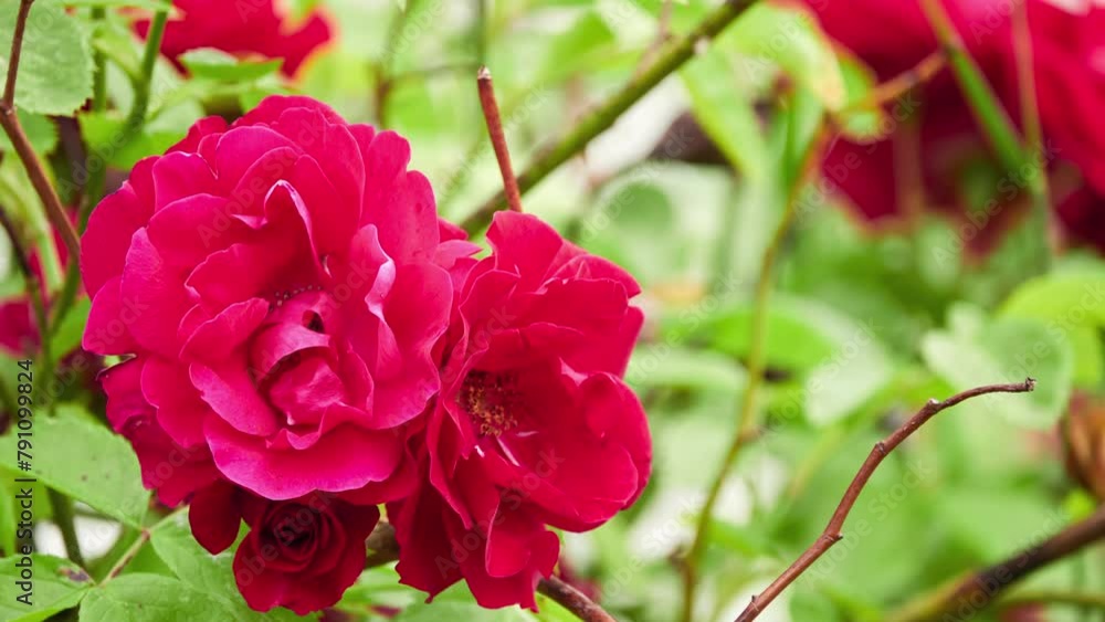 Rosa Majalis Cinnamomea Sensu Double Cinnamon Rose Is Deciduous