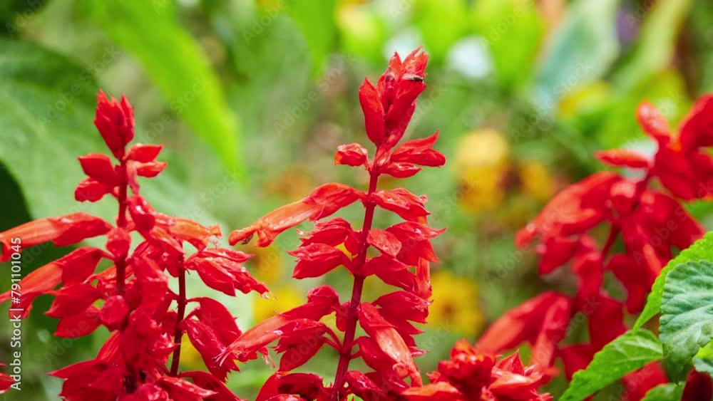 Salvia splendens, scarlet sage, is tender herbaceous perennial plant ...