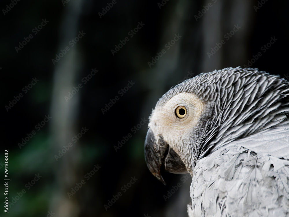 Congo African Grey red cake parrot. Timneh African Grey ruffles his ...