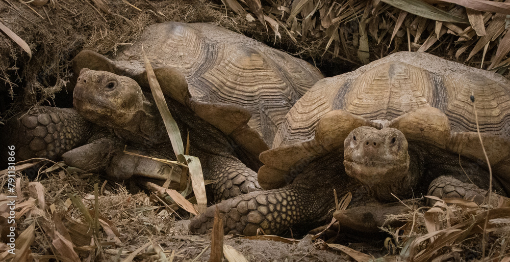 Sulcata Tortoises in nest Stock Photo | Adobe Stock