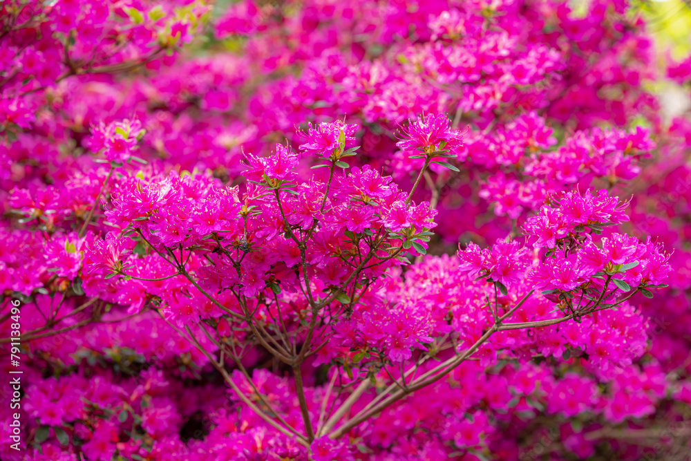 Selective focus a shrub of purple pink flowers in garden, Rhododendron ...