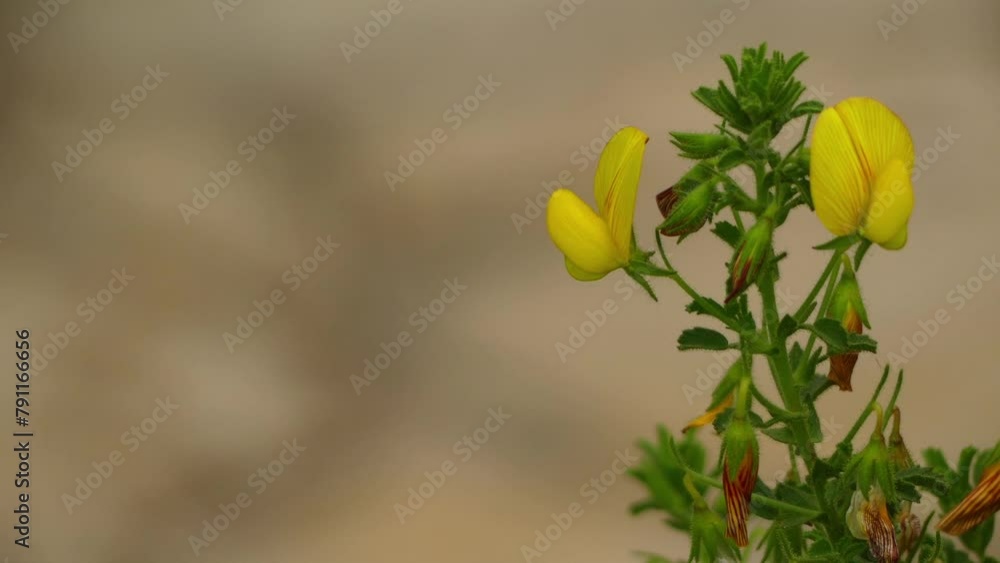 Ononis natrix, yellow restharrow or shrubby rest-harrow, is species of ...