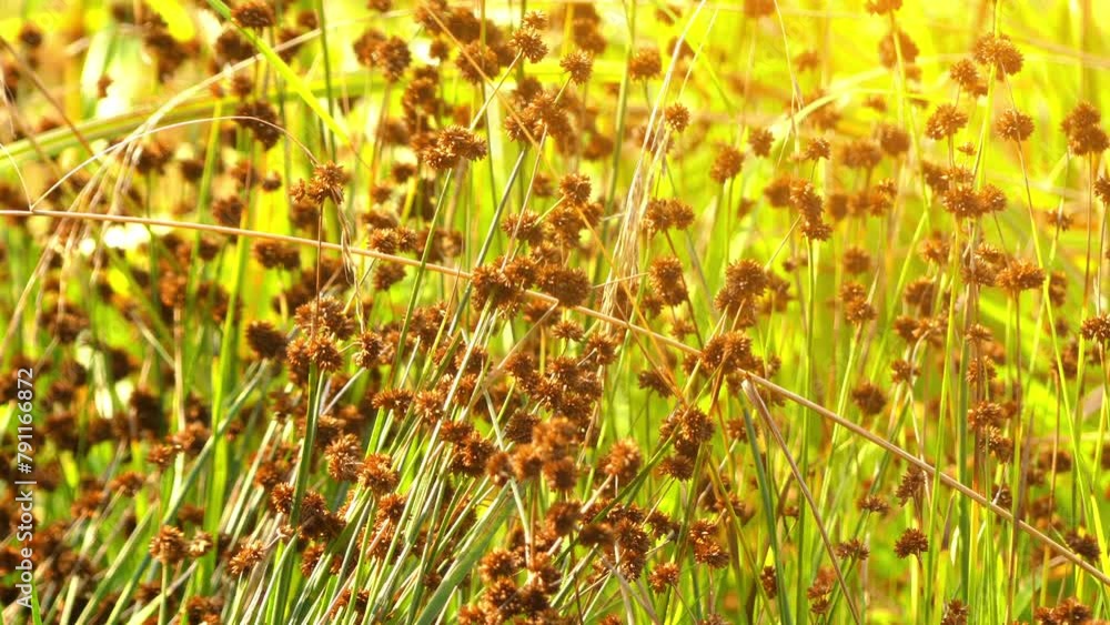 Juncus ensifolius is a species of rush known by the common names ...