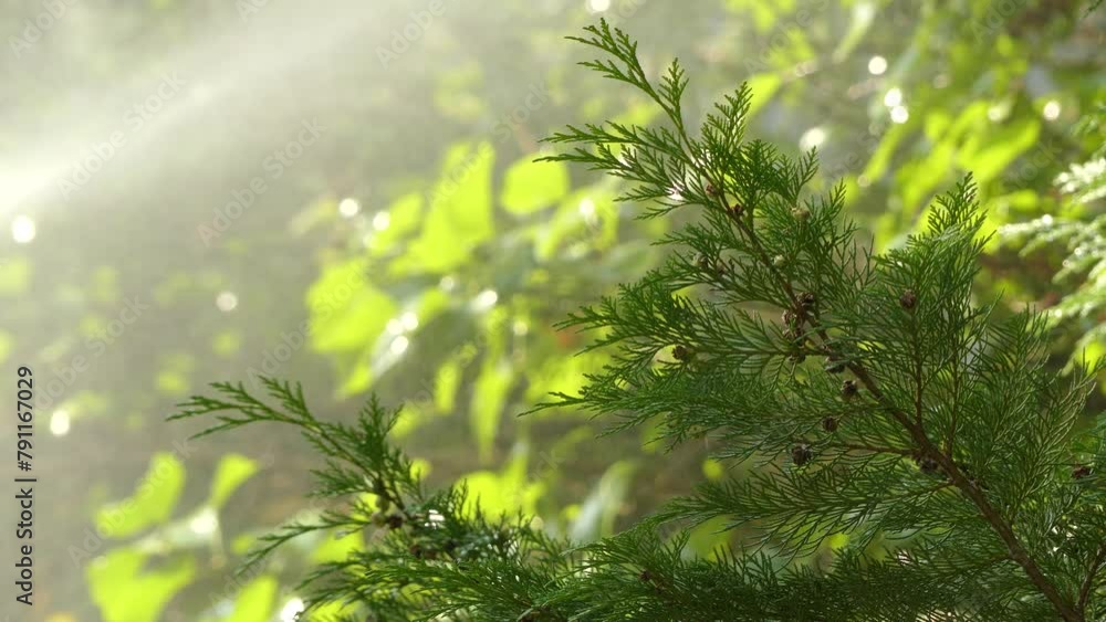 Chamaecyparis lawsoniana, known as Port Orford cedar or Lawson cypress ...