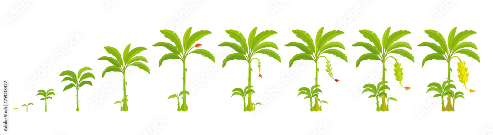 Growth stages of banana palm tree. Growing stages. Vector Illustration ...