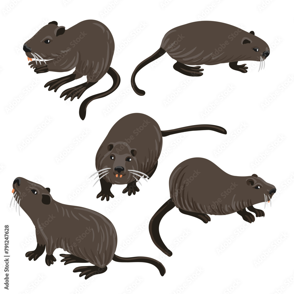 vector drawing nutria, coypu, cartoon animals isolated at white ...