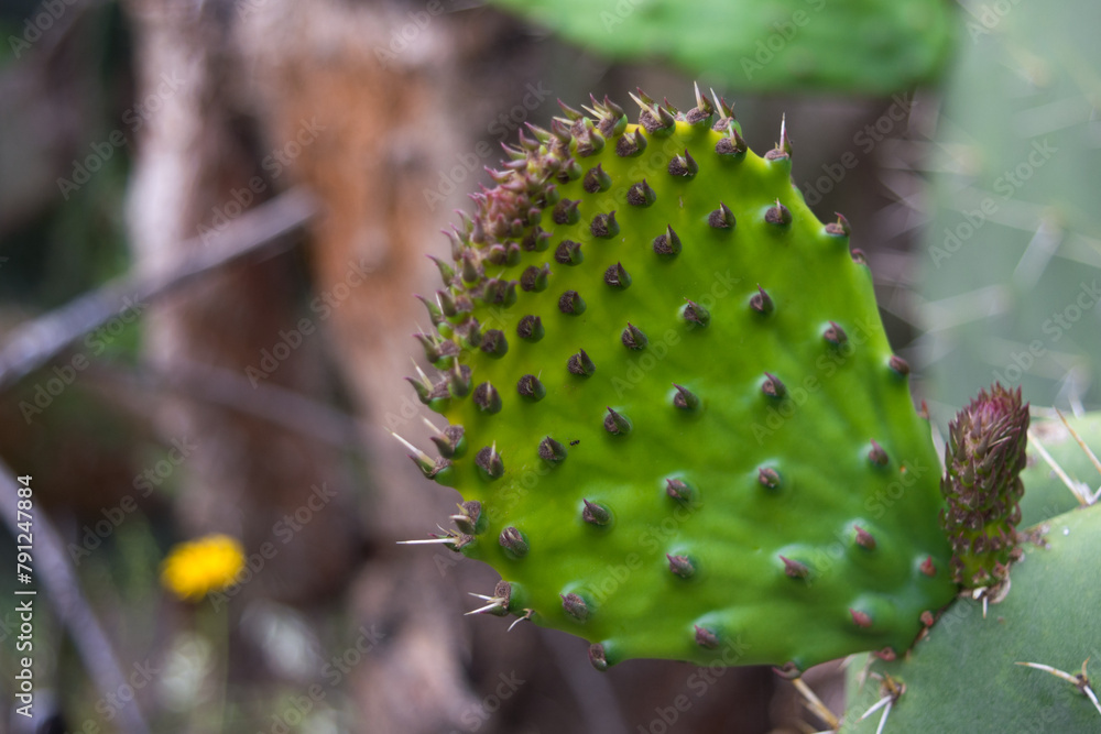 cactus, opuntia, leaf, thorn, prickly pear, prickly, pear, flower ...
