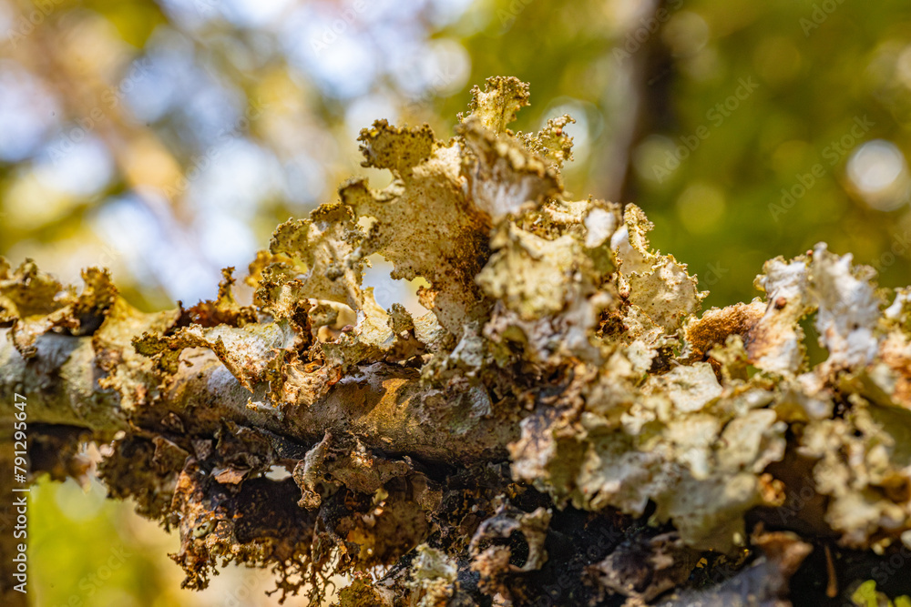 peltigera aphthosa growing in the forest. peltigera aphthosa growing ...