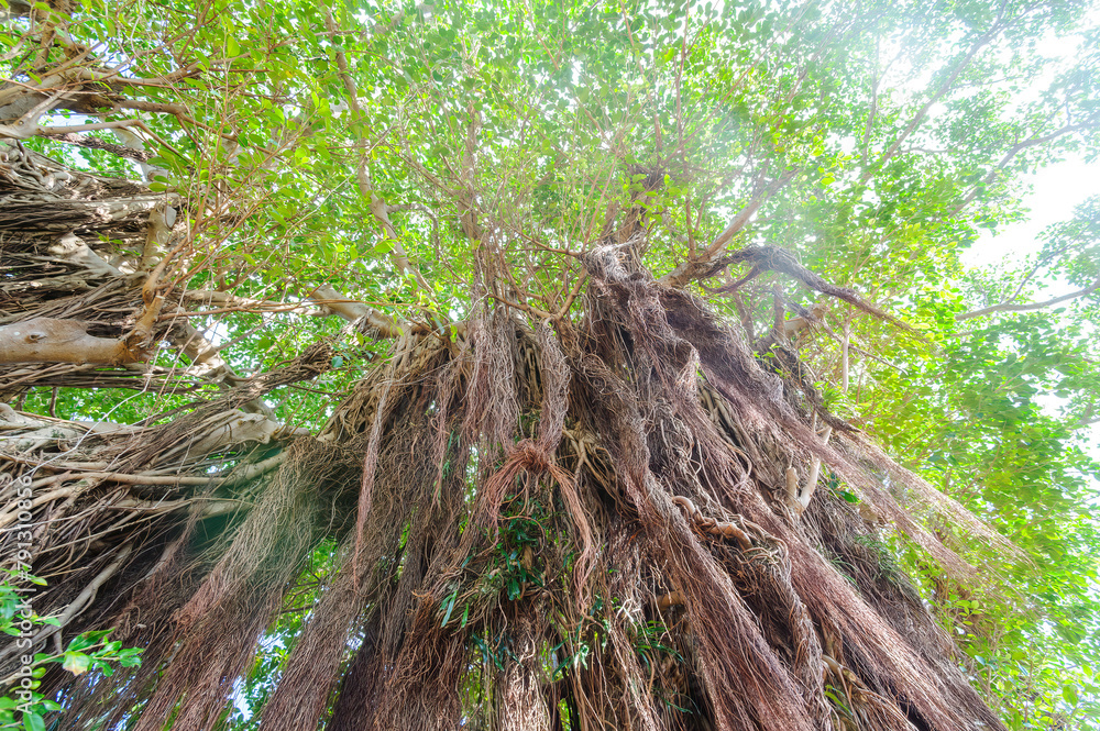 A huge banyan tree grows at the school gate. Hachijojima, a large ...