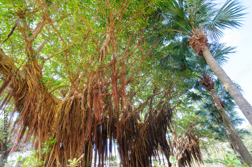A huge banyan tree grows at the school gate. Hachijojima, a large ...