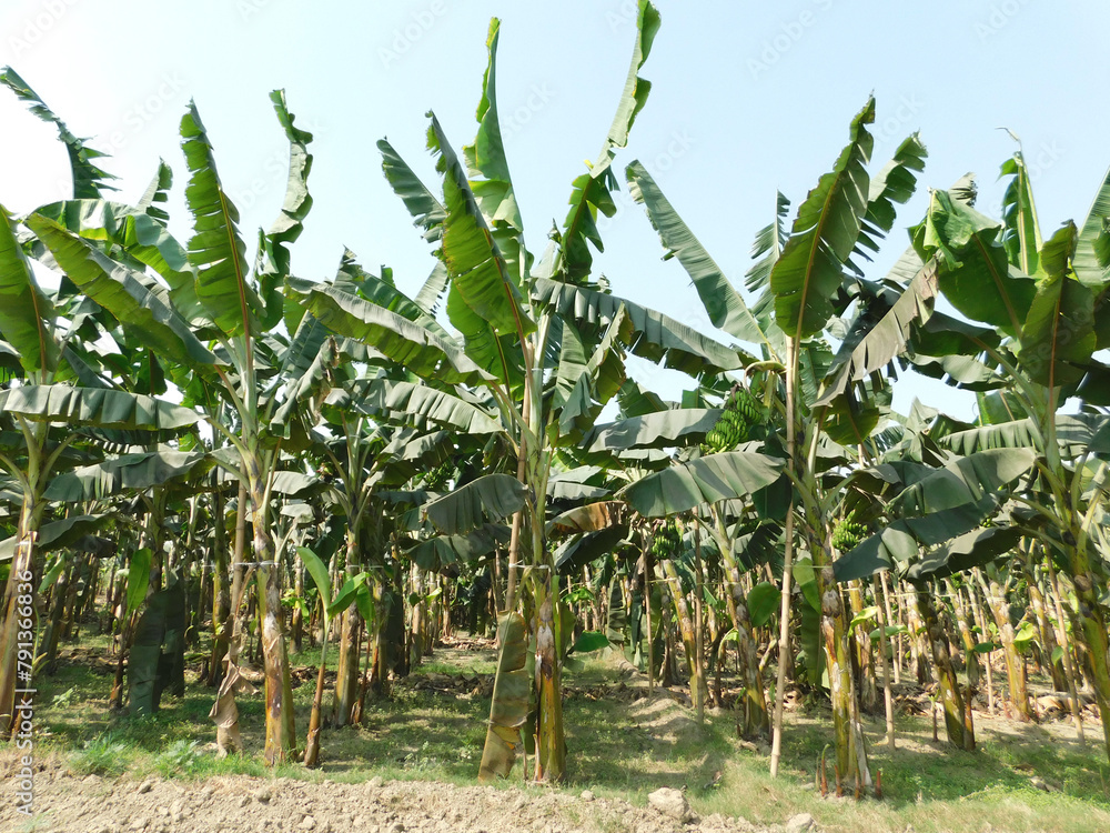 Organic Banana Field with Fresh Bananas. Organic fields background ...