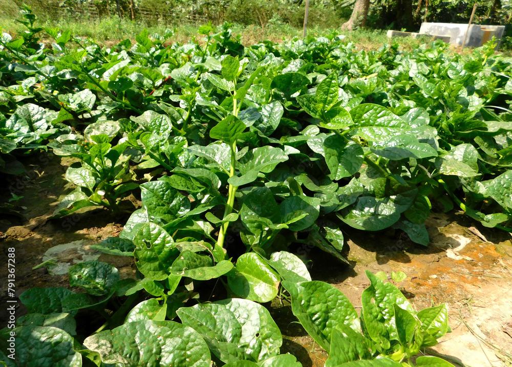Green Pui Shak or Malabar spinach on a bright morning on an Agriculture ...
