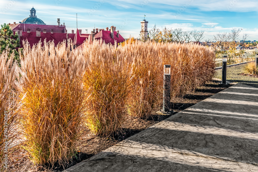 Row of Miscanthus sinensis grass on the flowerbed of the Memorial to ...