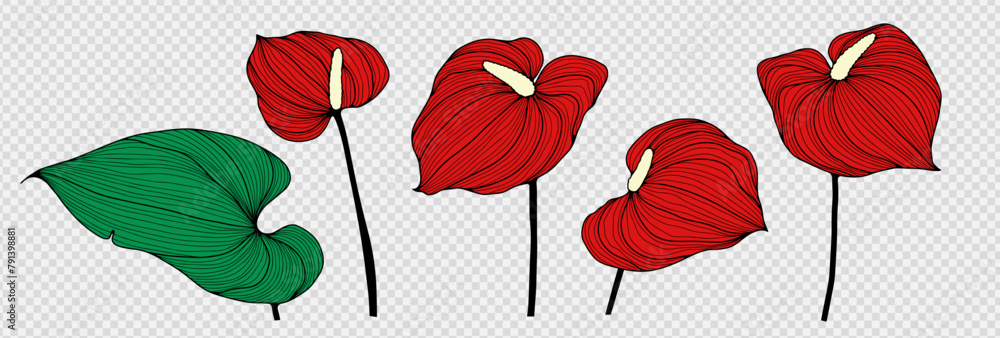 Hand drawn red callas with green leaves isolated on a transparent ...