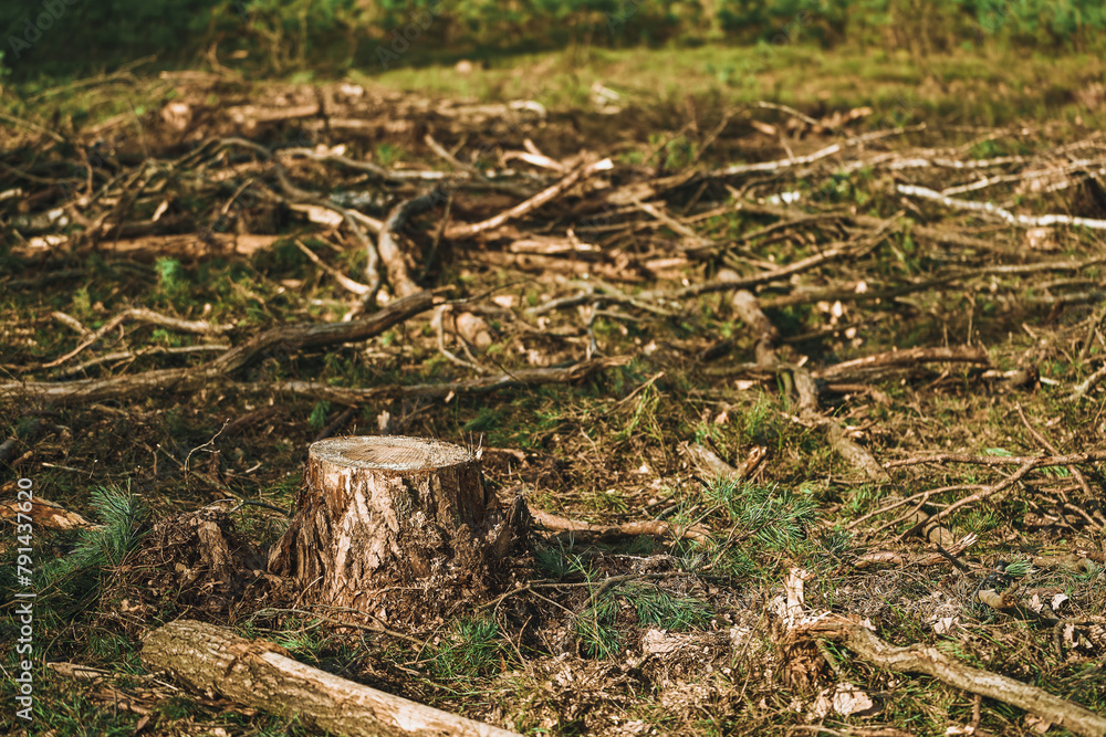 Impact of Deforestation and Consequences of Logging Stock Photo | Adobe ...