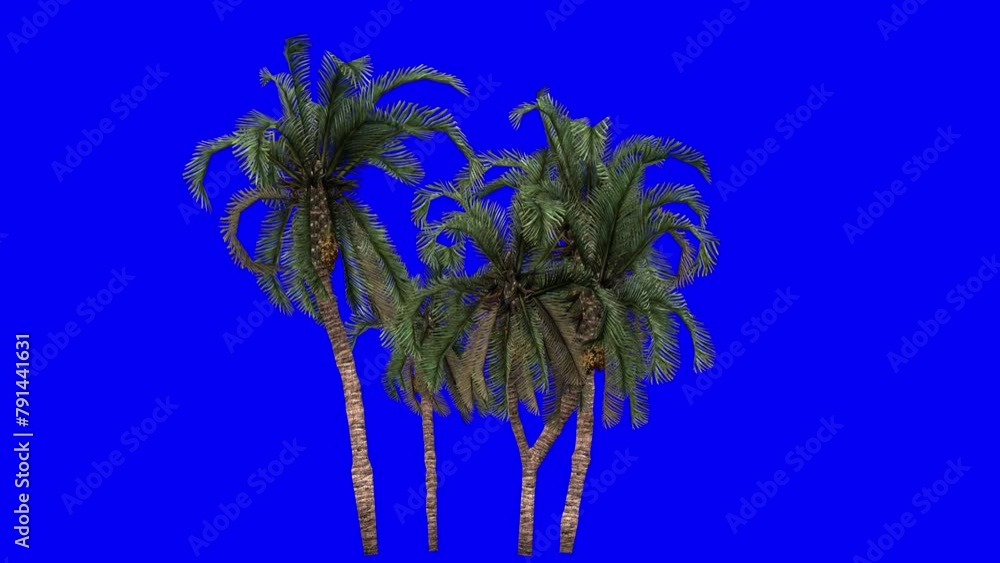 3D date palm cluster with wind effect on blue screen 3D animation. You ...