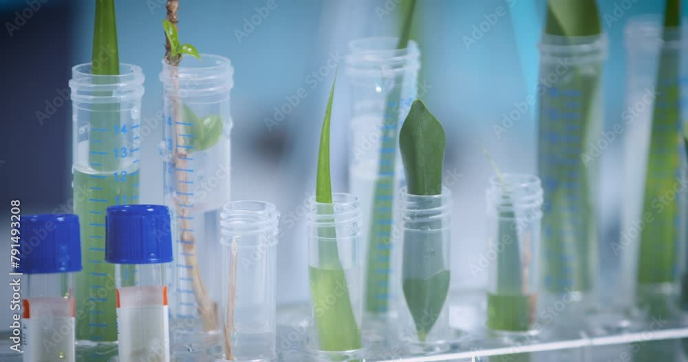 Test tubes leaf experiment with green nature organic plants, herbs and ...