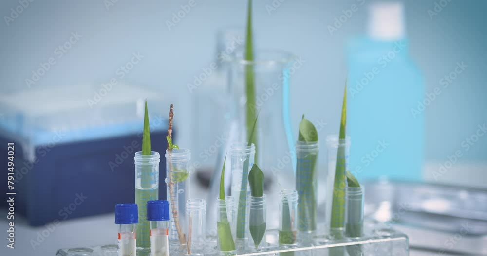 Water pipette in test tubes leaf experiment with green nature organic ...