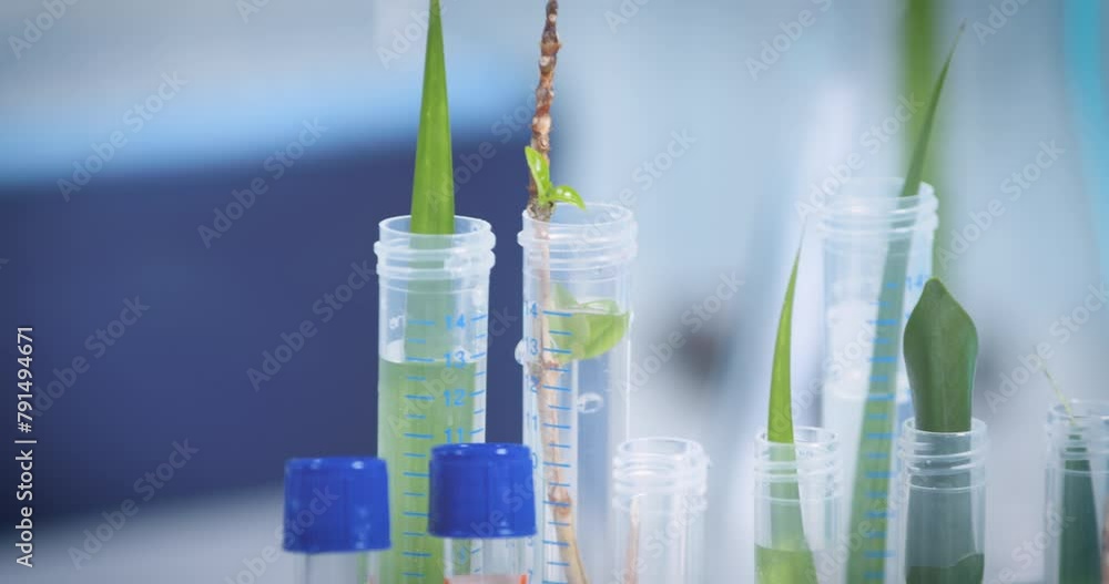 Test tubes green nature organic plants, herbs and liquids in ...