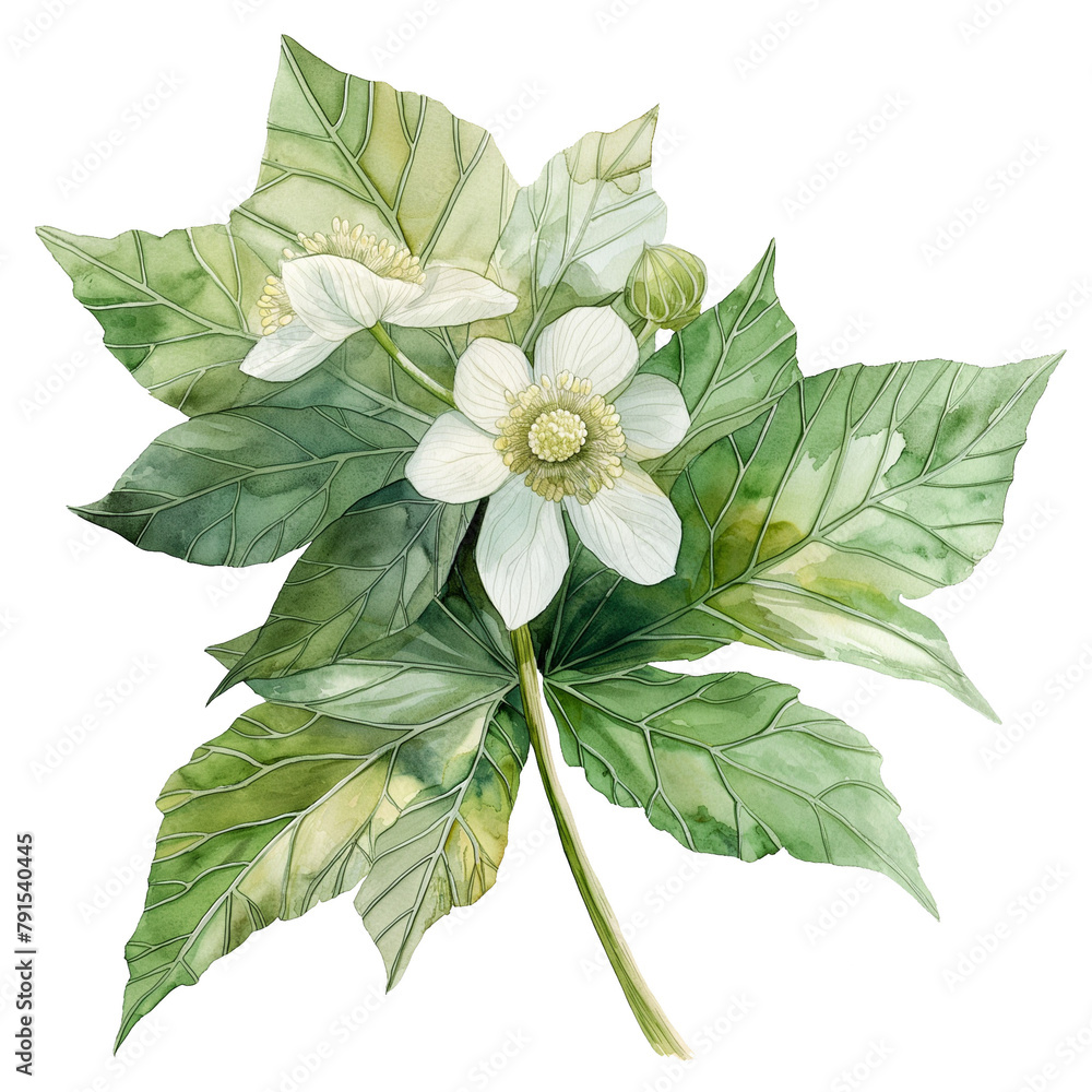 Podophyllum, Podophyllum peltatum, Watercolor illustration Stock ...