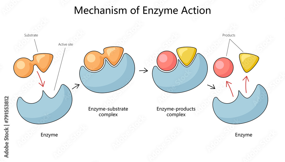 Plakát Human mechanism of enzyme action with substrate and product complexes diagram hand drawn ...