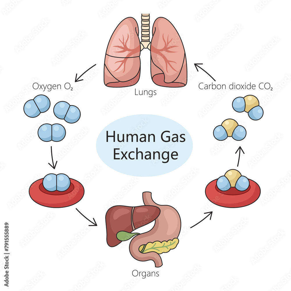 Human respiratory gas exchange process, including oxygen intake and ...