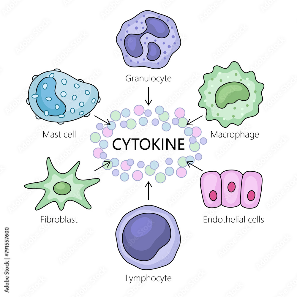 cell types and their interactions with cytokines in the immune response diagram hand drawn ...
