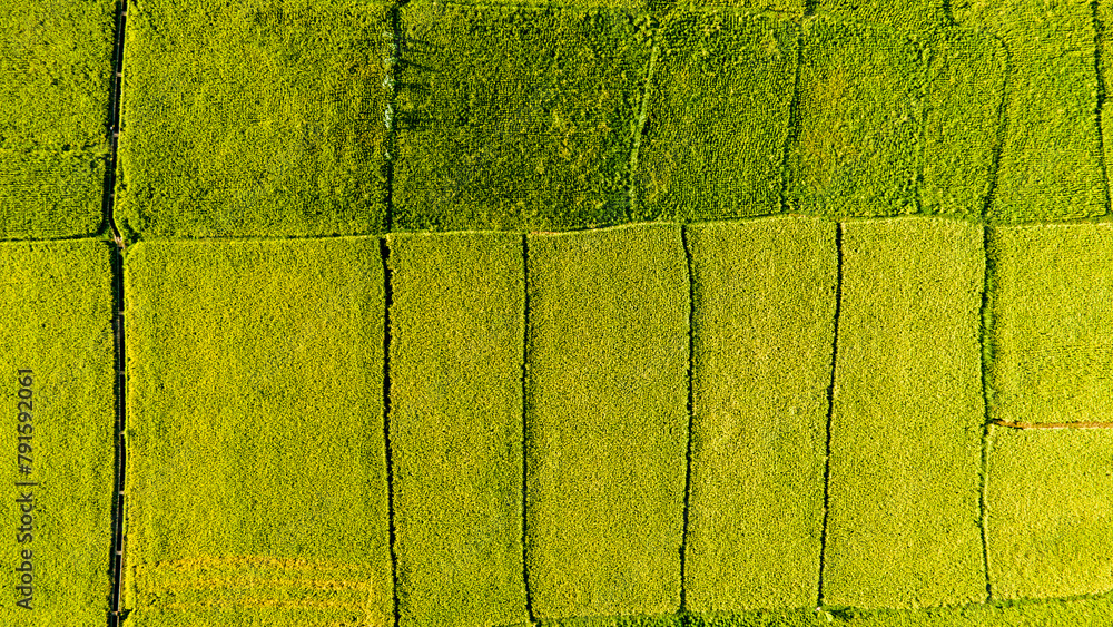 Green Rice field ecological with farmer in Rizal Philippine Stock Photo ...