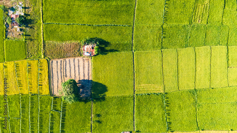 Foto de Green Rice field ecological with farmer in Rizal Philippine do ...