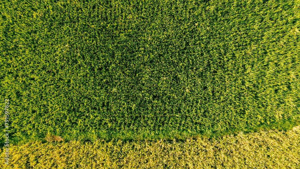 Green Rice field ecological with farmer in Rizal Philippine Stock Photo ...