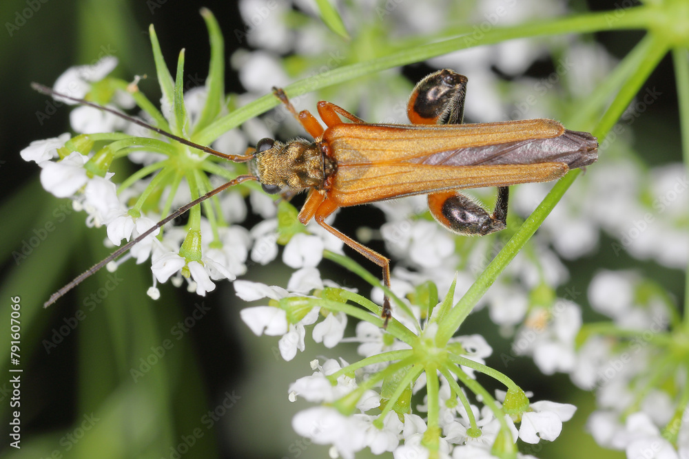 False blister beetles, Pollen-feeding beetles (Oedemera podagrariae ...