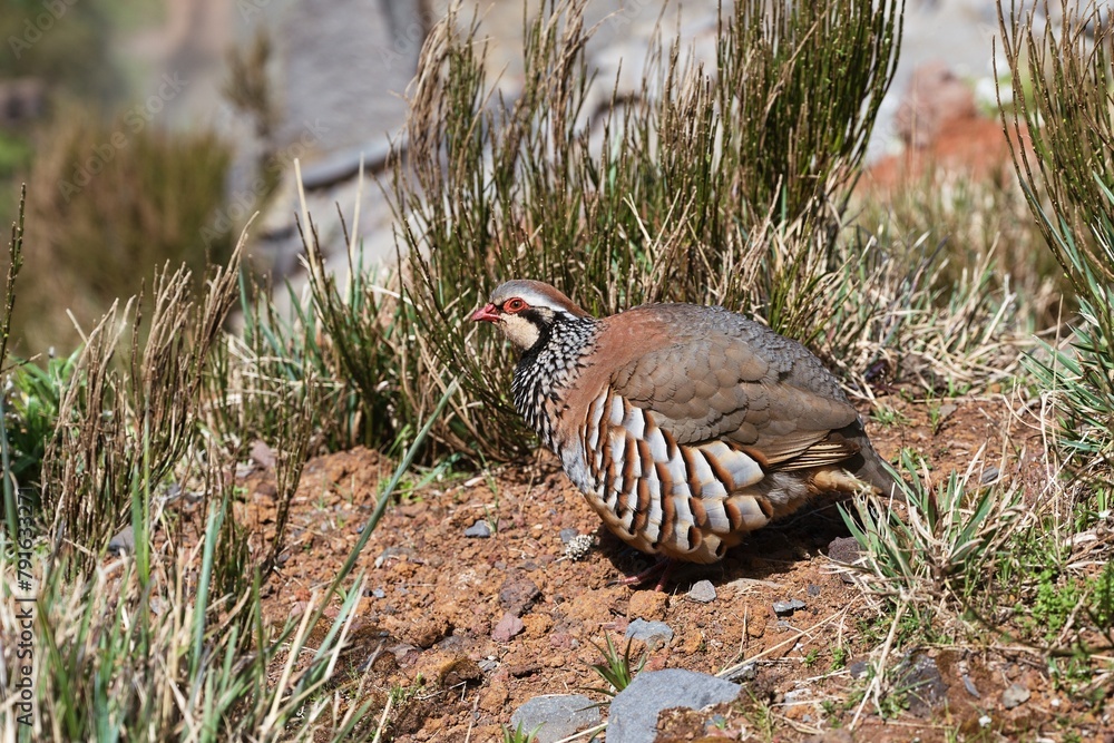 Close up photo of the red-legged partridge (Alectoris rufa). Pico do ...