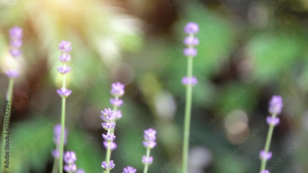 Vidéo Stock Lavandula angustifolia (commonly true or English lavender ...