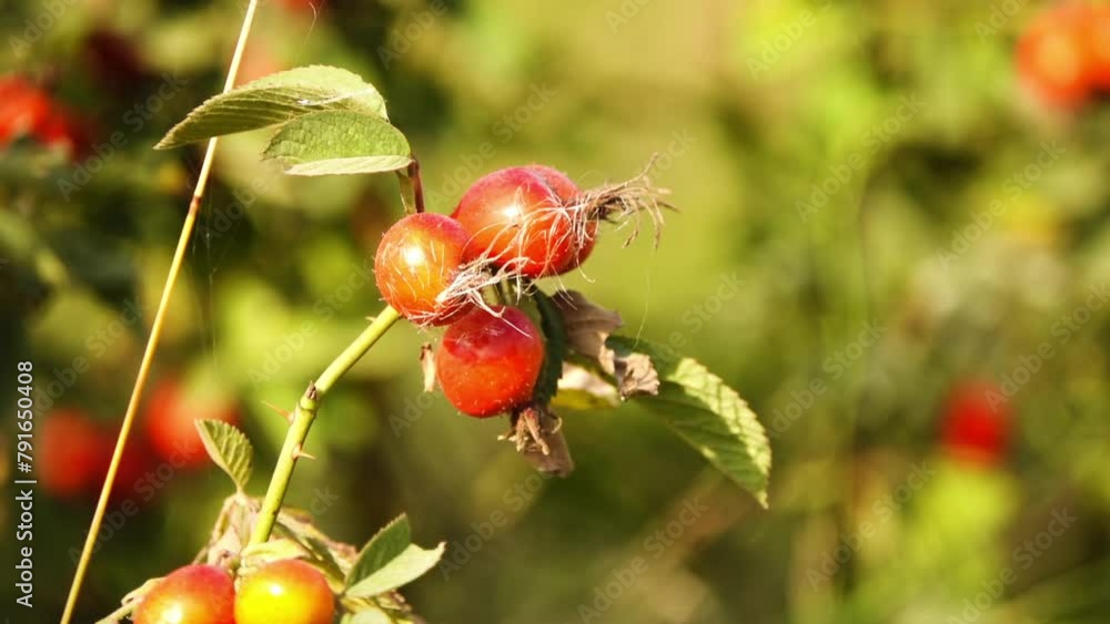 Rosehips. Berries of briar. Rosa rugosa (rugosa, beach, Japanese or ...