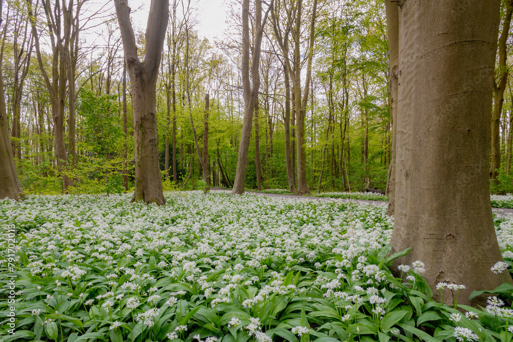 White flowers of Allium ursinum in spring, Ramsons (Daslook) in the ...